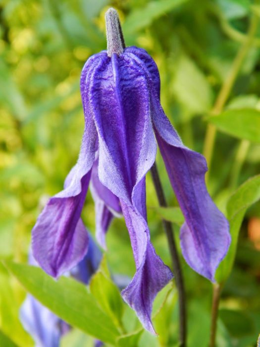 Clematis Little Artist - Klematis