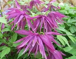 Clematis Purple Dream - Klematis