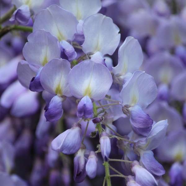 Wisteria Floribunda Blue Dream - Glicinija