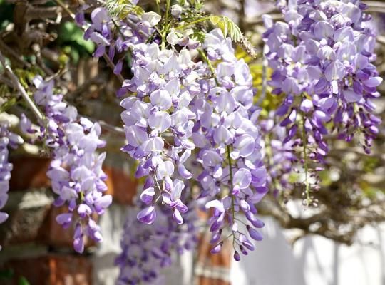 Wisteria Sinensis Amethyst - Glicinija