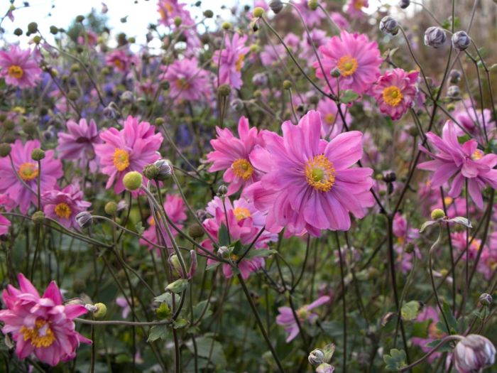 Anemone Hybrida Bressingham Glow - Anemona