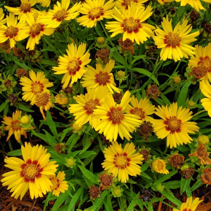 Coreopsis Solana Bright Touch - Koreopsis