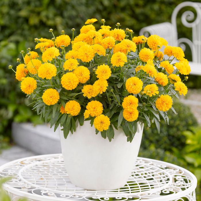 Coreopsis Solanna Golden Sphere - Koreopsis