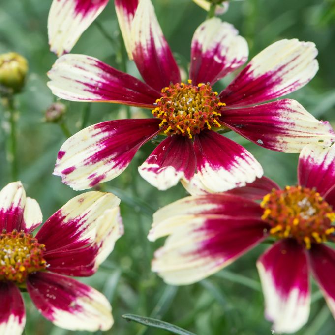 Coreopsis Sunstar Rose - Koreopsis