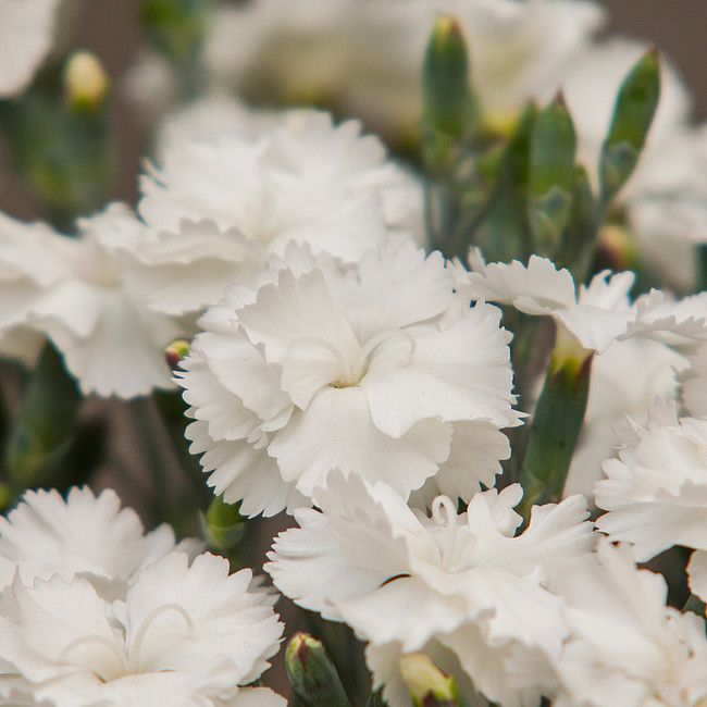 Dianthus Plumarius Angel Of Purity - Karanfil