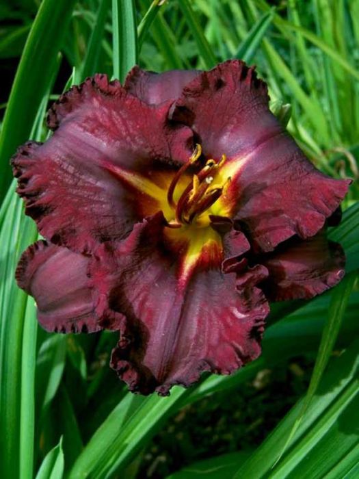 Hemerocallis Black Stockings - Hemerokalis Dnevni Ljiljan