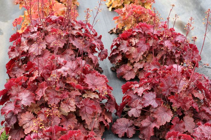 Heuchera Northern Exposure Red -Hojhera,koralni zvončići