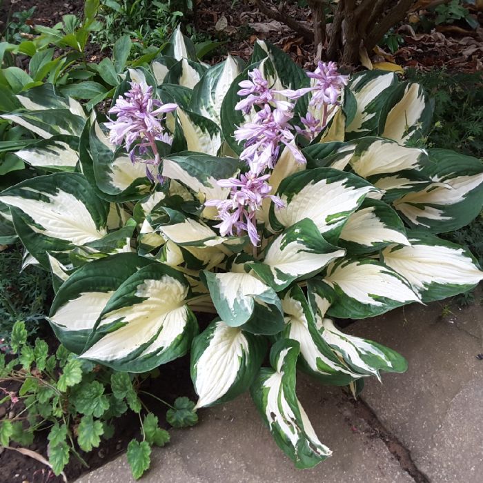 Hosta Fire & Ice - Hosta