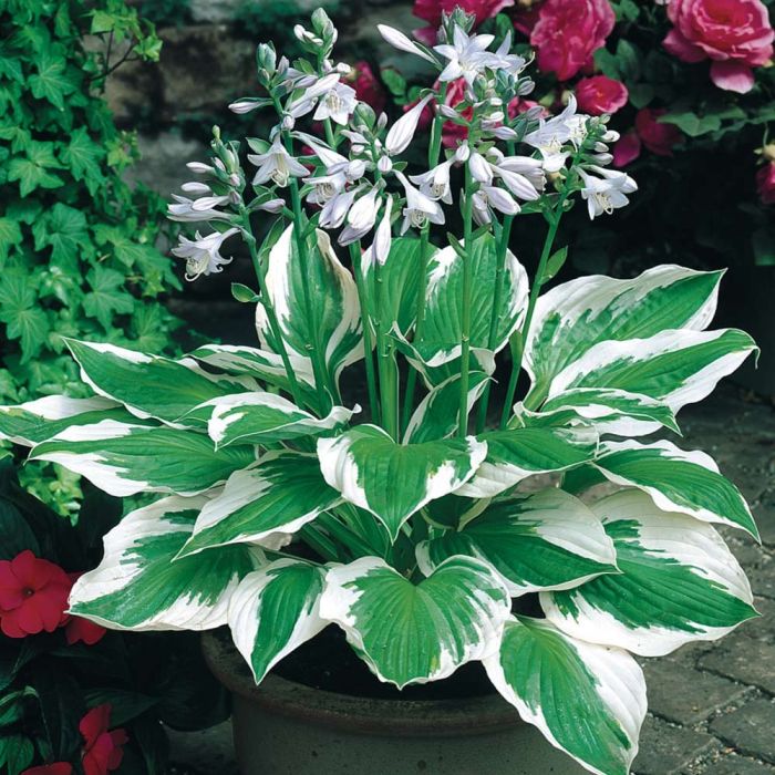 Hosta Fortunei Patriot - Hosta