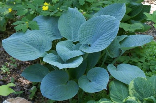 Hosta Fragrant Blue - Hosta