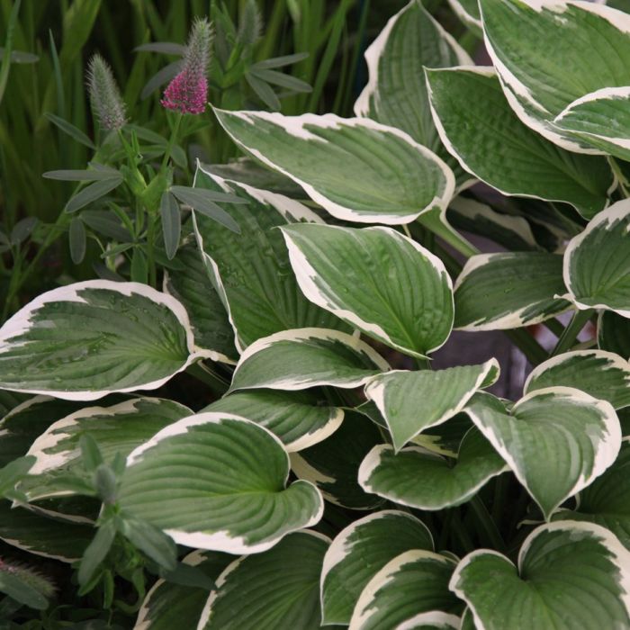 Hosta Francee - Hosta