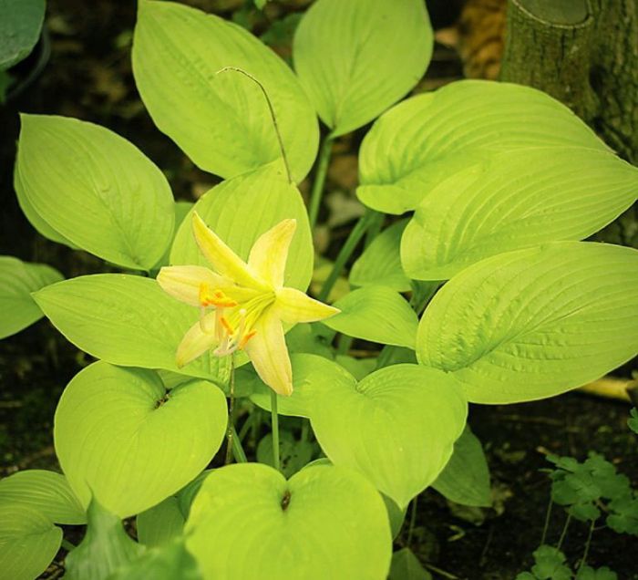 Hosta Miracle Lemony - Hosta