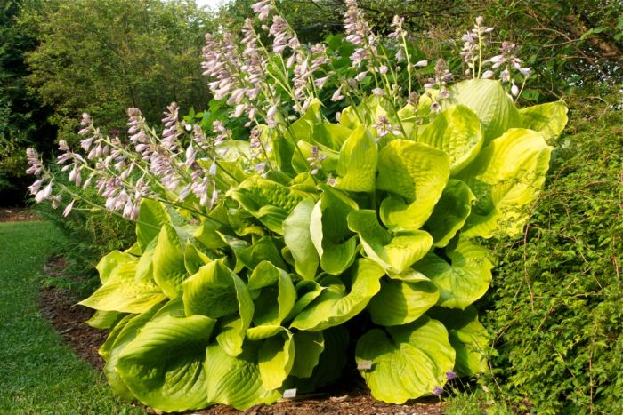 Hosta Sum & Substance - Hosta