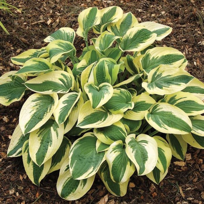 Hosta Wide Brim - Hosta