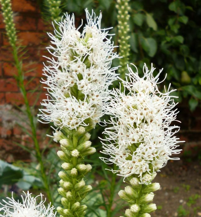 Liatris Spicata Floristan Weiss - Liatris
