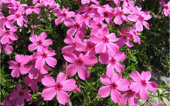 Plox Subulata Drumond's Pink Creeping - Plamenac