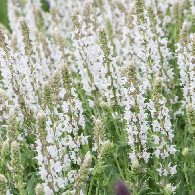 Salvia Nemorosa Salute White - Žalfija