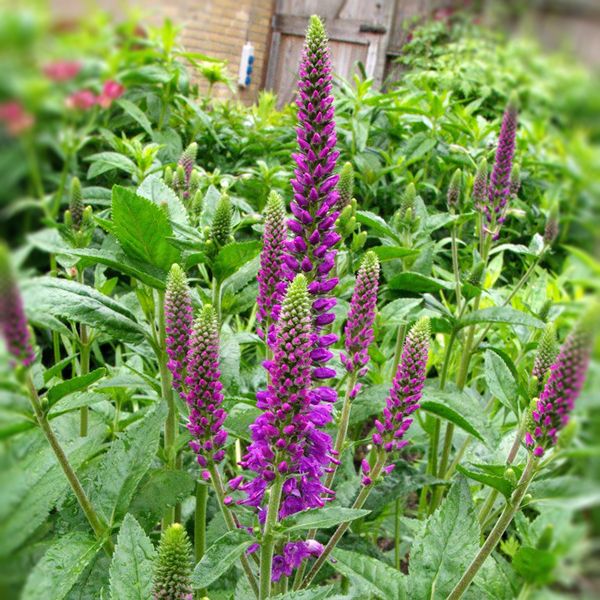 Veronica Spicata First Match - Veronika