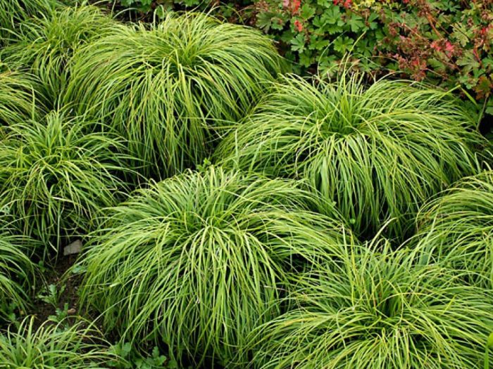 Carex Caryophyllea The Beatles - Ukrasna Trava