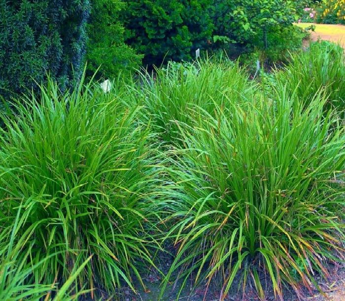 Carex Morrowii Irish Green - Ukrasna Trava