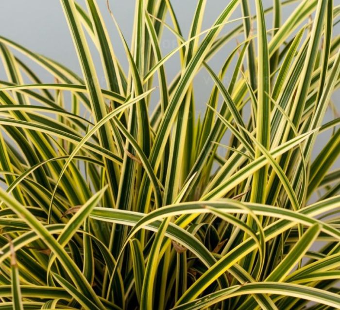 Carex Morrowii Vanilla Ice - Ukrasna Trava