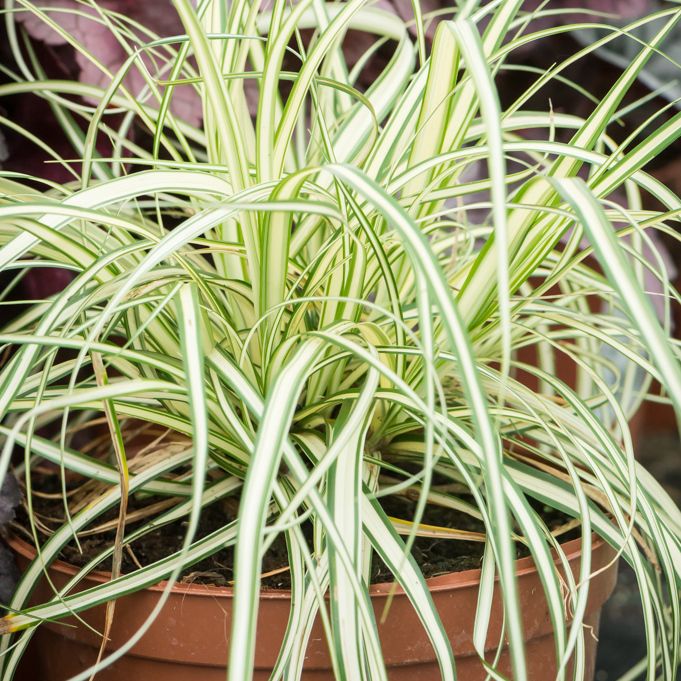 Carex Oschimensis Goldwell - Ukrasna Trava