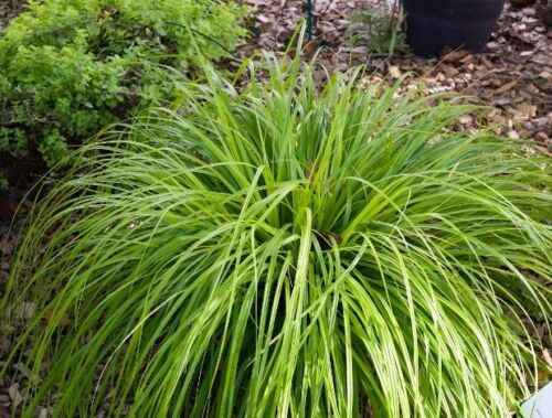 Carex Oschimensis Greenwell - Ukrasna Trava