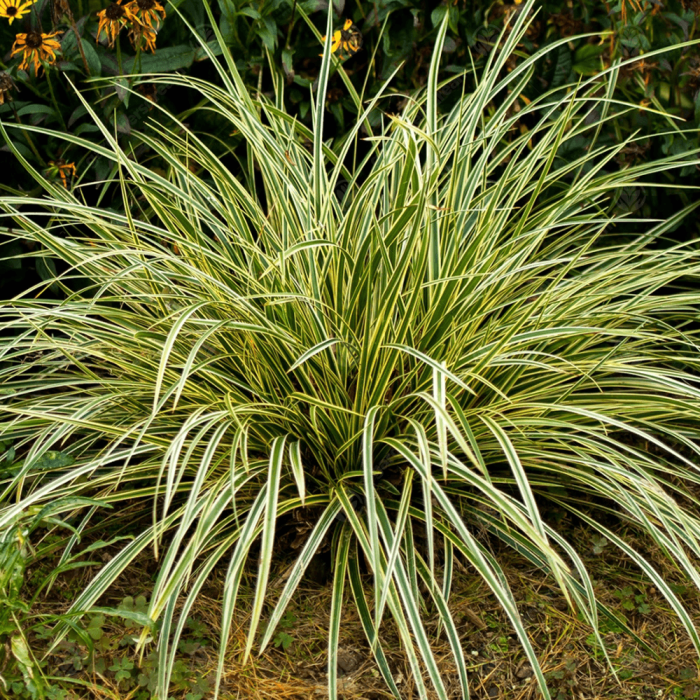 Carex Oschimensis Maxigold - Ukrasna Trava