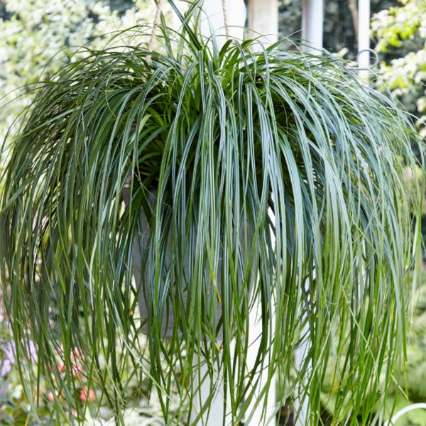 Carex Oshimensis Ribbon Falls - Ukrasna Trava