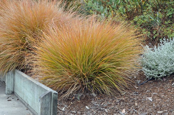 Carex Testacea - Ukrasna Trava