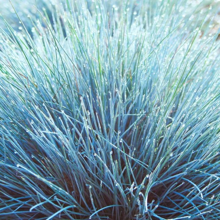 Festuca Glauca Azurit - Ukrasna Trava