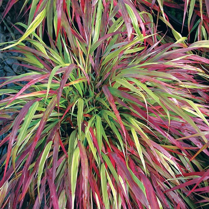 Hakonechloa Macra Beni-Kaze - Hakone Trava