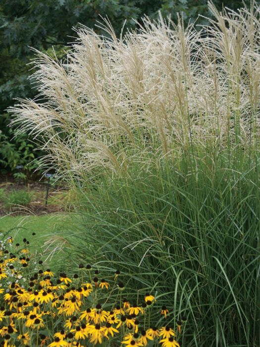 Miscanthus Sinensis Graciella - Kineska Šaš