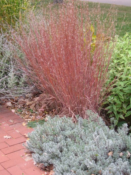 Schizachyrium Scoparium Standing Ovation - Ukrasna Trava