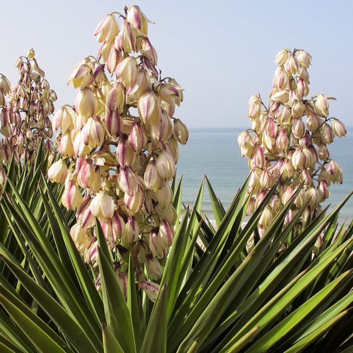 Yucca Filamentosa - Adamova Igla