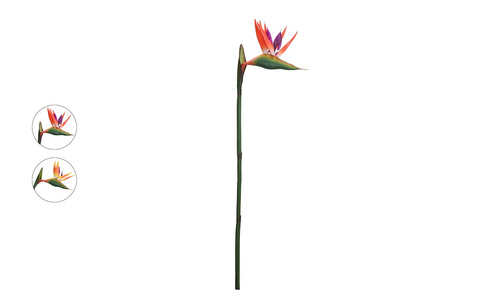 Dekorativna grana Bird of paradise 80cm više vrsta