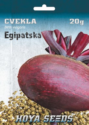 Cvekla EGIPATSKA