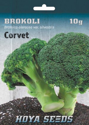 Brokoli - CORVET