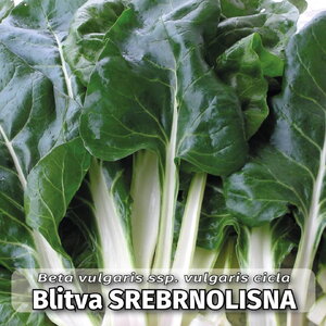 Blitva SREBRNOLISNA