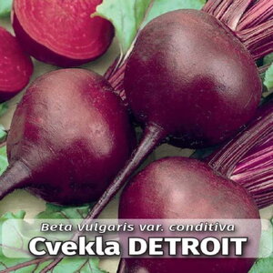 Cvekla DETROIT