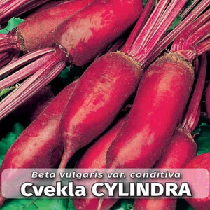 Cvekla CYLINDRA