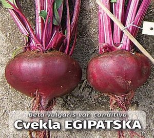 Cvekla EGIPATSKA