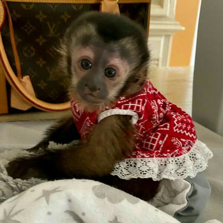Majmun kapucin dostupan za Božić