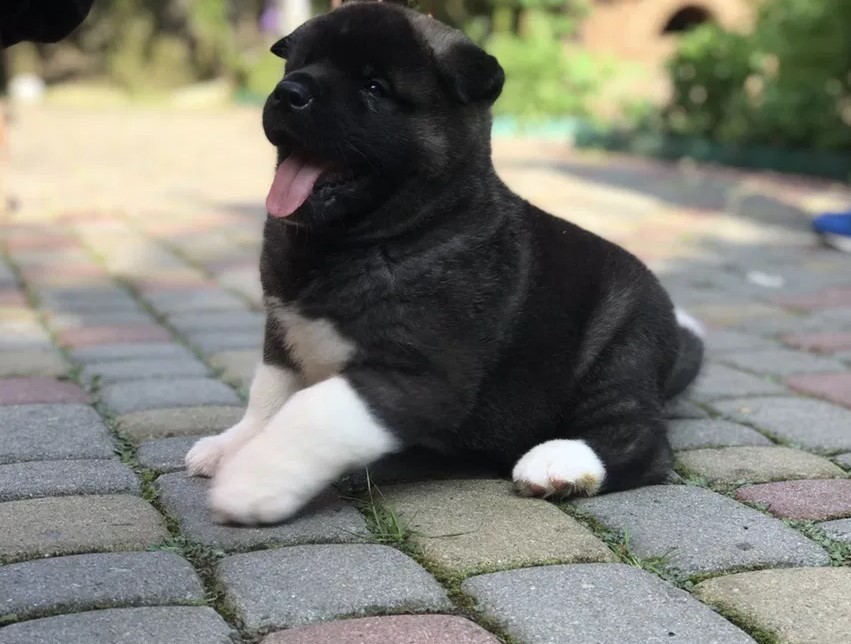 Akita inu japanska i Americka stenci na prodaju