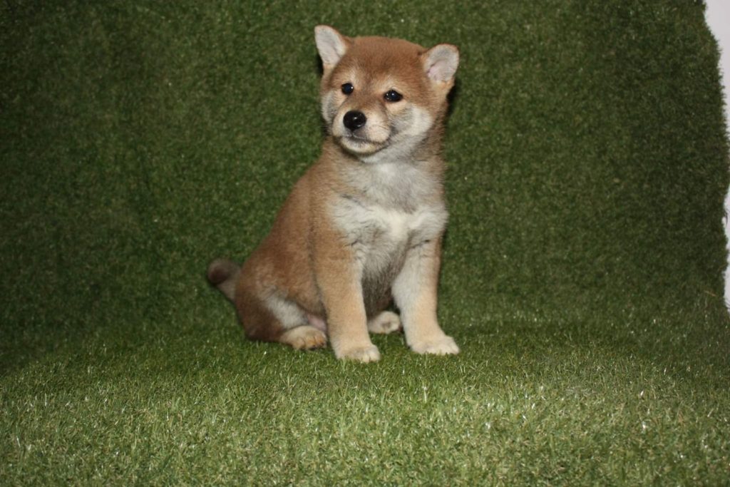 Shiba inu