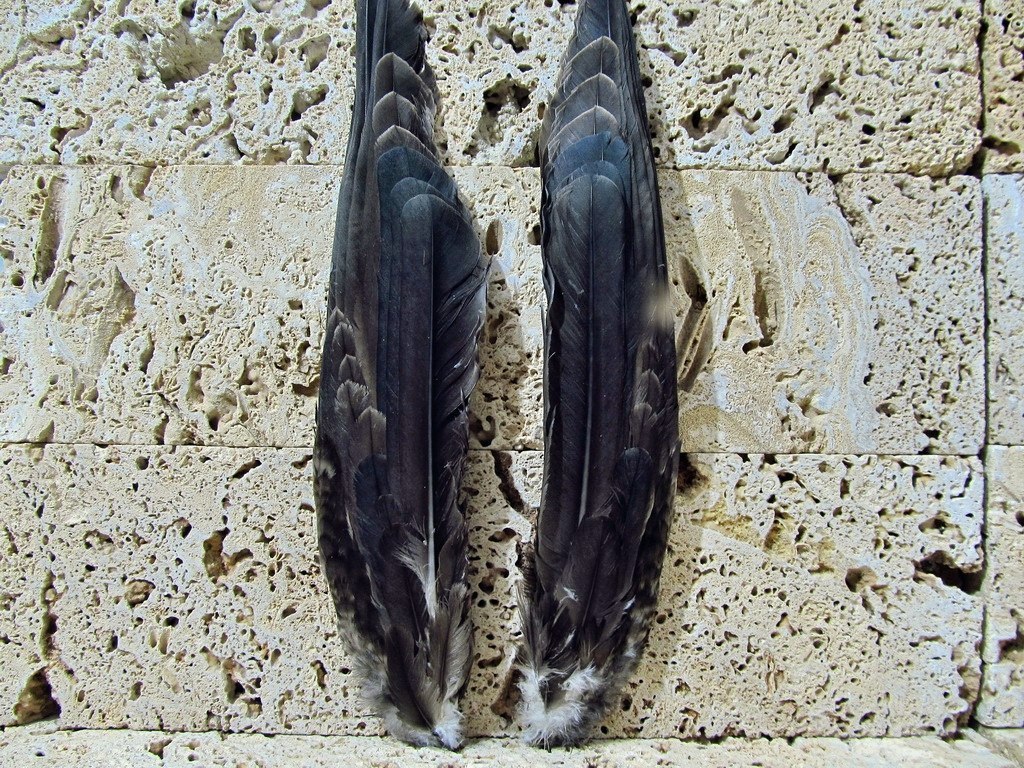 Cormorant Wings