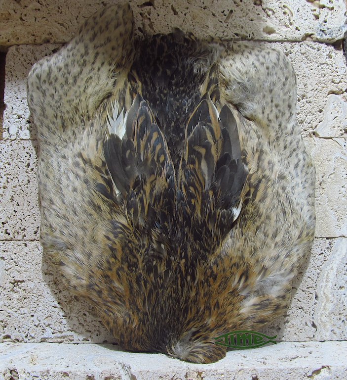 Duck Hen
