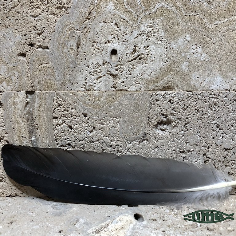 LARGE GRAY HERON FEATHERS 4