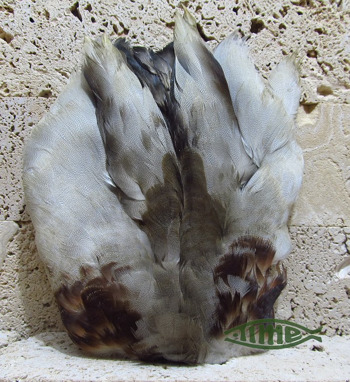 MALLARD DUCK COMPLETE SKIN MEDIUM