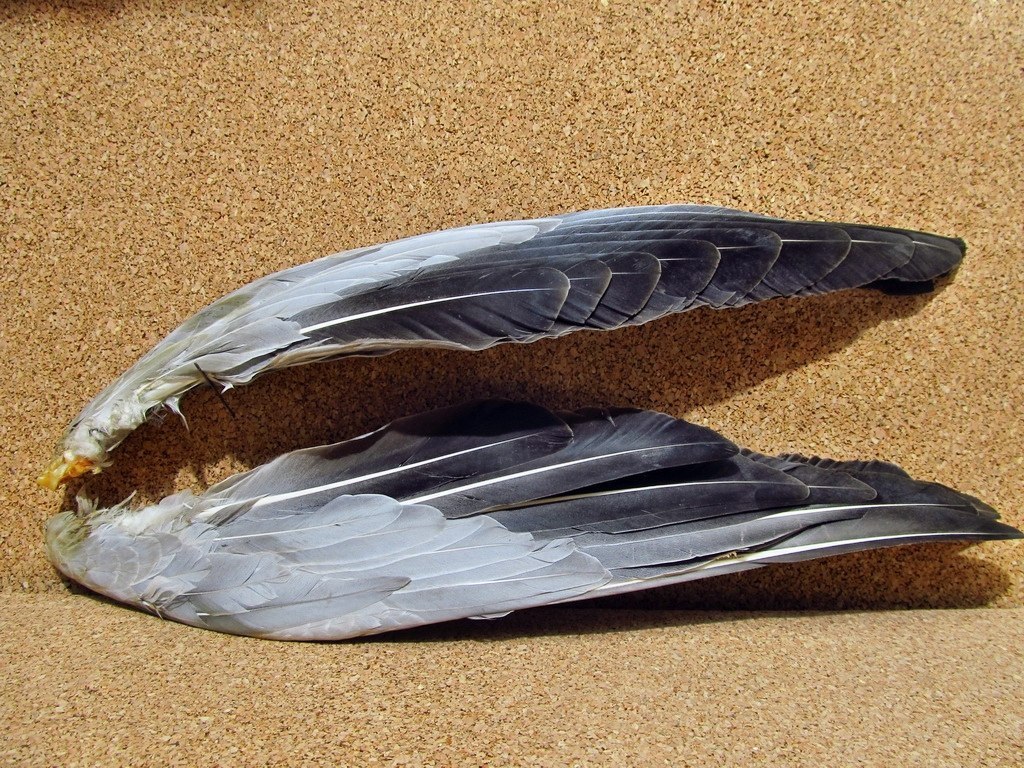 MILLARD DUCK WINGS LARGE